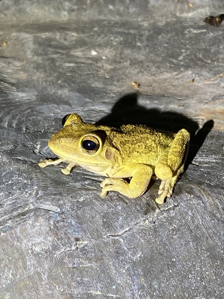 Cuban Tree Frog from Immokalee, FL, US on October 5, 2023 at 09:16 PM ...