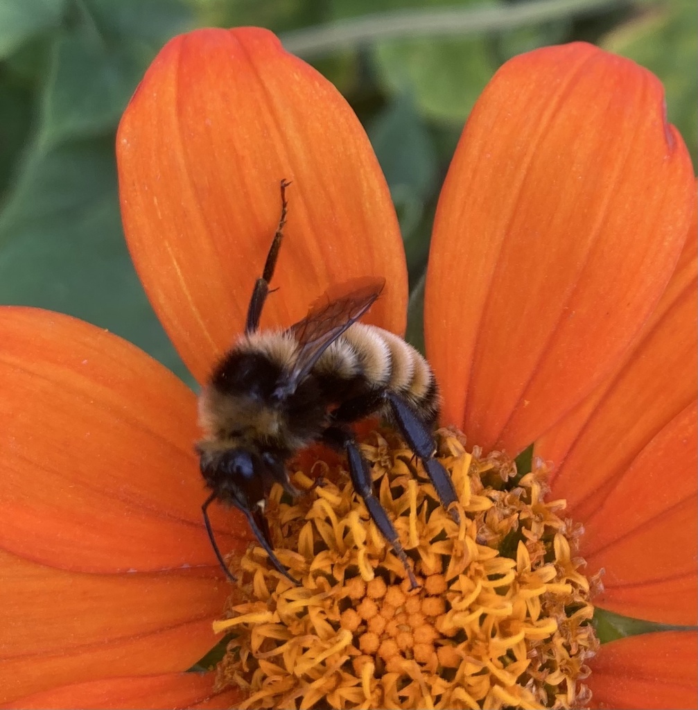 Northern Amber Bumble Bee from North Rd, Bethel, ME, US on October 5 ...