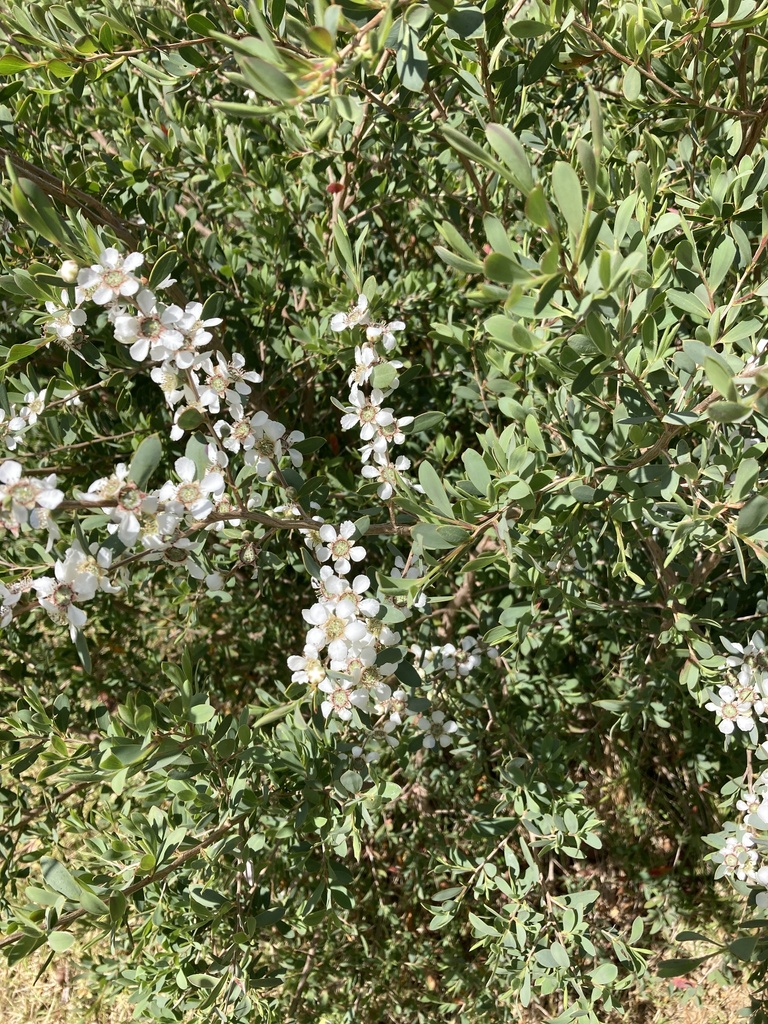 Australian Tea Tree from Tasmania, Falmouth, TAS, AU on October 6, 2023 ...