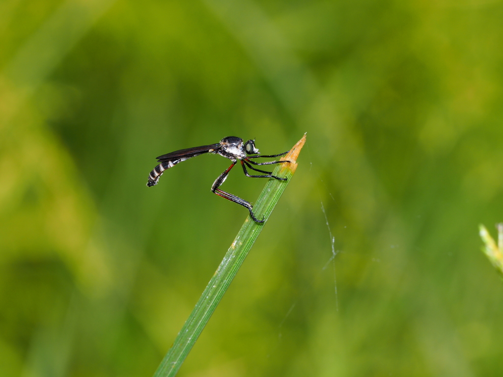 Euscelidia from Oebaha, Oecussi-Ambeno, Timor-Leste on March 7, 2019 at ...
