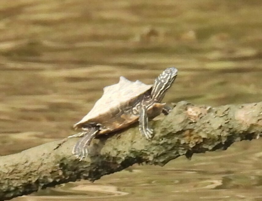 Black-knobbed Map Turtle in October 2023 by Jeff Garner · iNaturalist