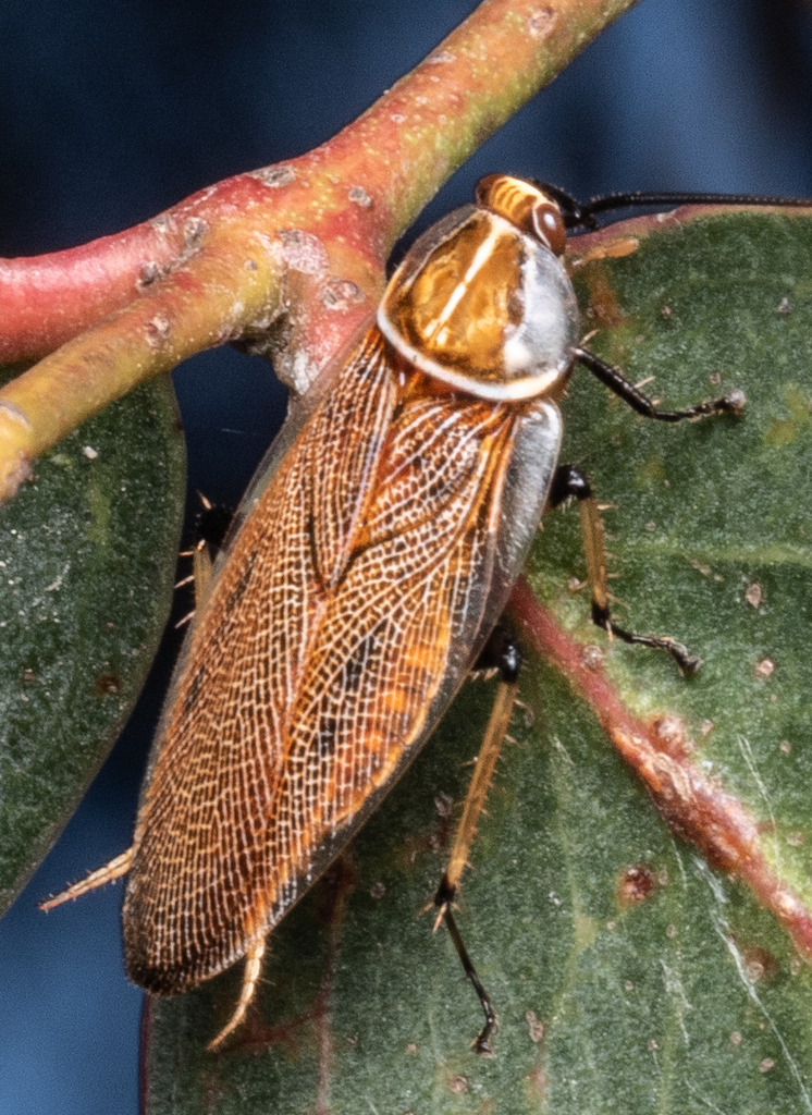 Balta bicolor from Manningham - West, AU-VI, AU on October 6, 2023 at ...