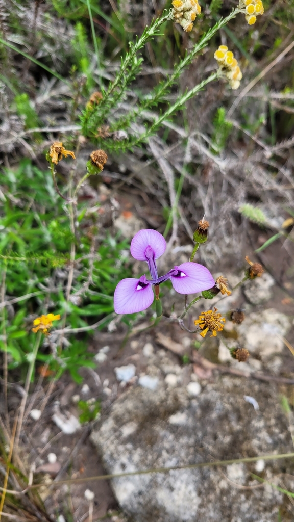 Blue Tulp from Hessequa Local Municipality, South Africa on October 5 ...