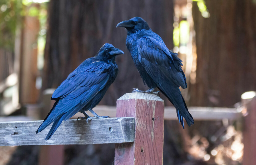 Common Raven from Santa Clara County, CA, USA on October 5, 2023 at 10: ...