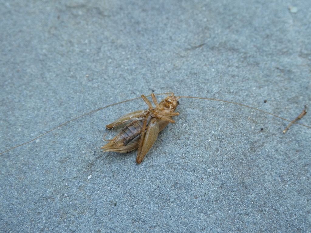 Jumping Bush Cricket in October 2023 by forestseasons · iNaturalist