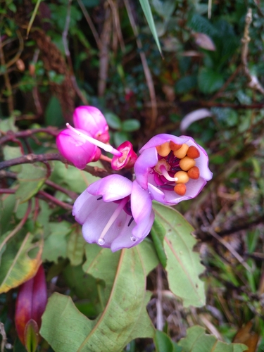 Axinaea merianiae · iNaturalist