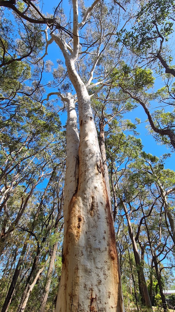 Scribbly Gum from Middle Dural NSW 2158, Australia on October 6, 2023 ...