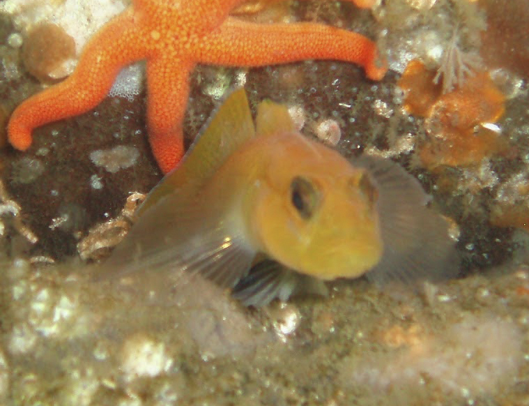 Blackeye Goby (Rhinogobiops nicholsii) - Marine Life Identification