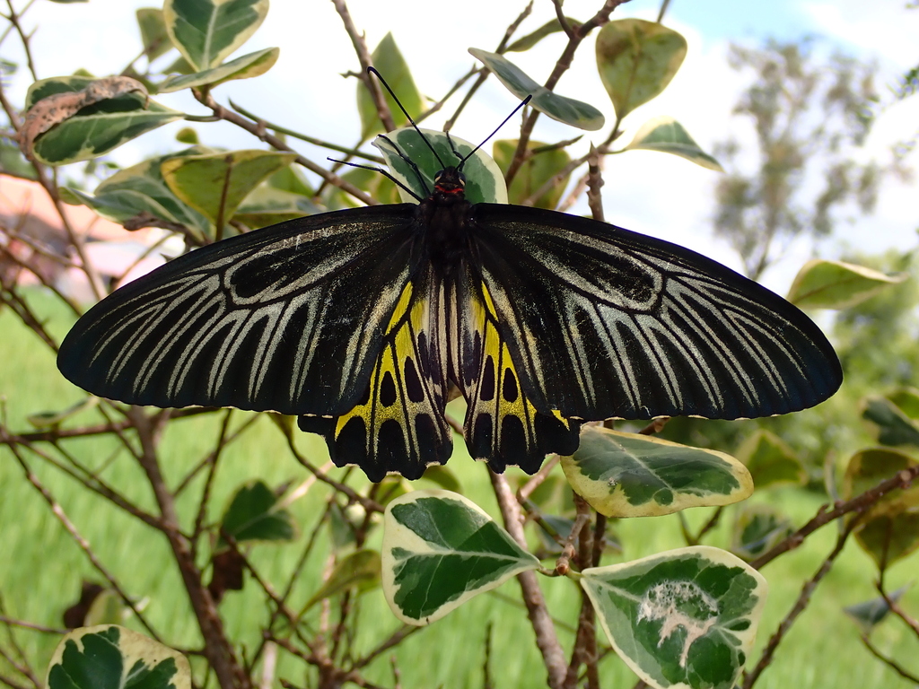 Golden Birdwing from 1-Ban Phon Ngam, Udon Thani, Thaïlande on October 6, 2023 at 10:17 AM by ...