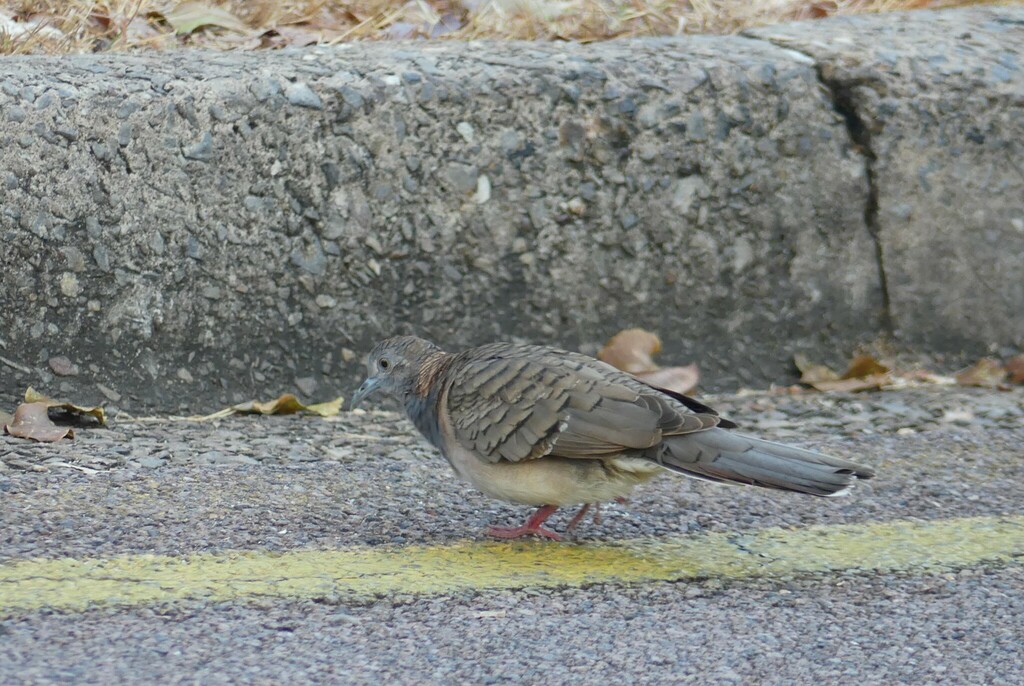 Bar-shouldered Dove from Darwin NT, Australia on July 17, 2023 at 11:12 ...
