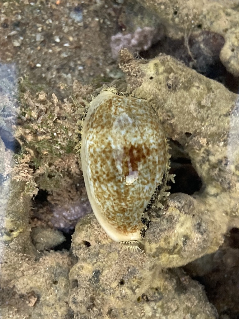 golden-mouth cowrie from Port Hedland, WA, Australia on October 3, 2023 ...