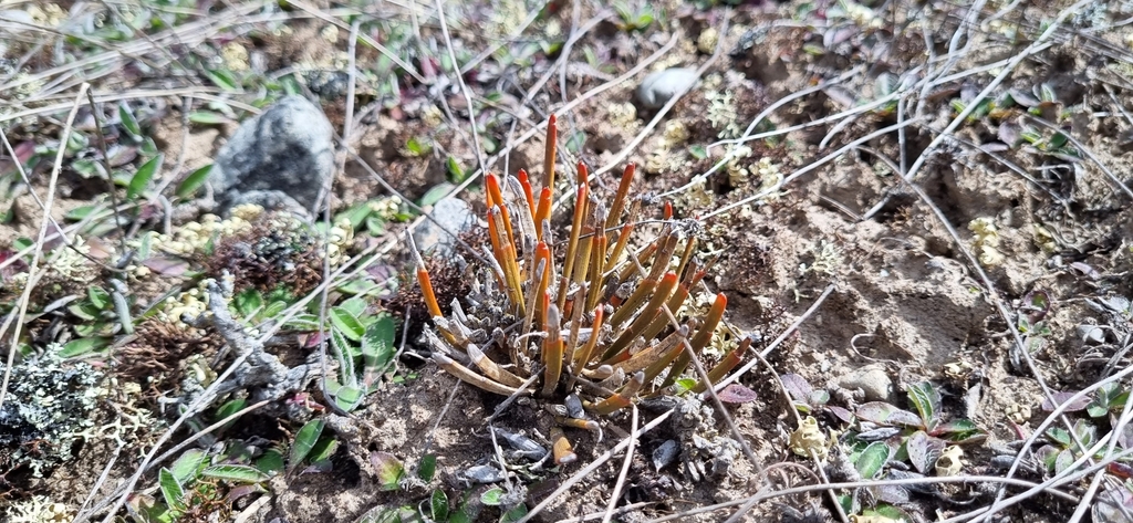 Carmichaelia vexillata in October 2023 by Noah Fenwick · iNaturalist