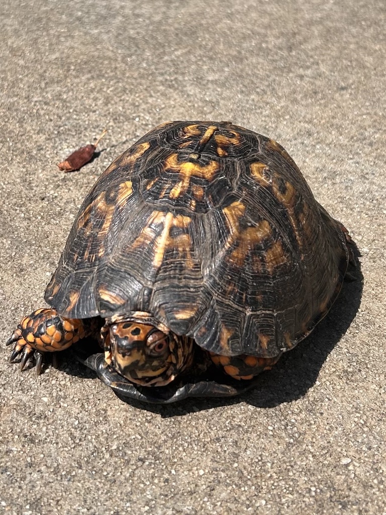 Eastern Box Turtle in September 2023 by Henry Egloff · iNaturalist