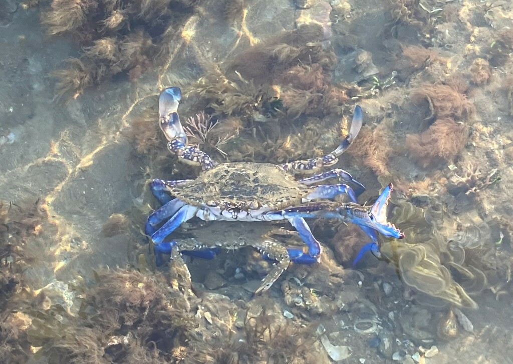 Australian Blue Swimmer Crab from Port Hedland, Western Australia ...