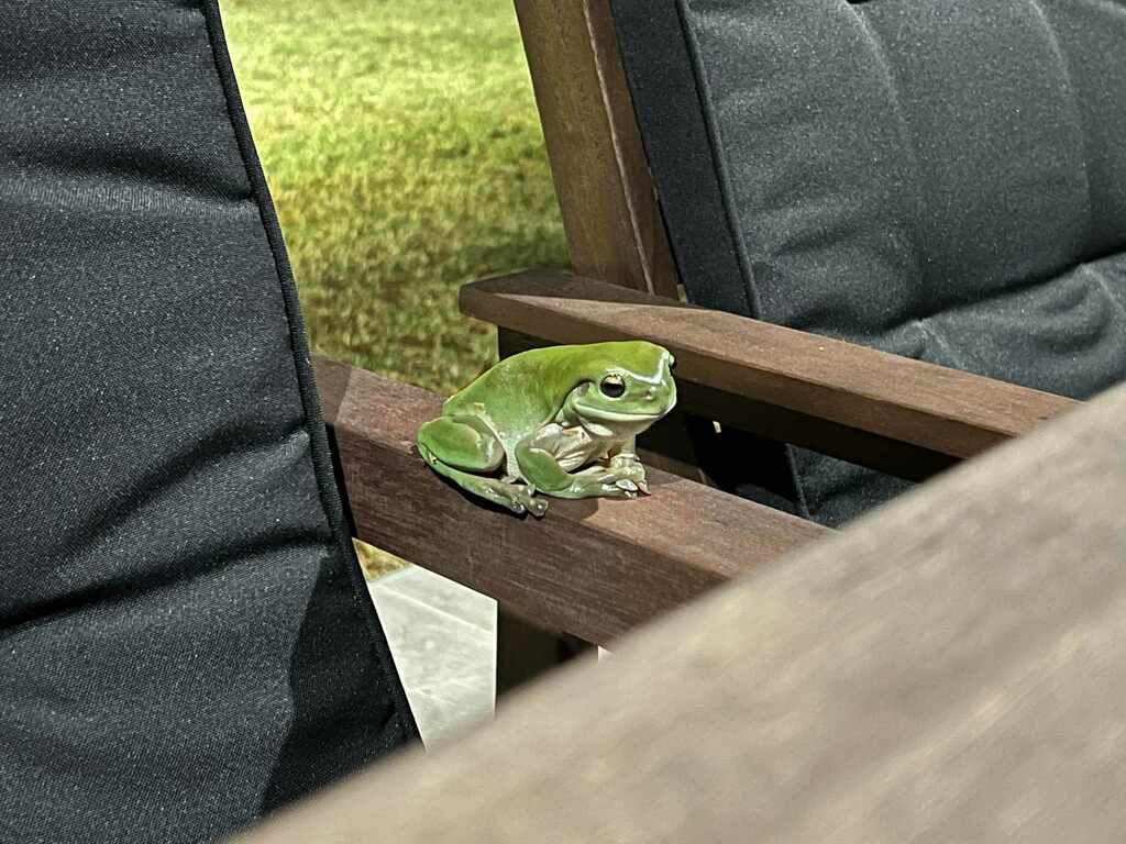 Australian Green Tree Frog from Jimboomba QLD 4280, Australia on ...