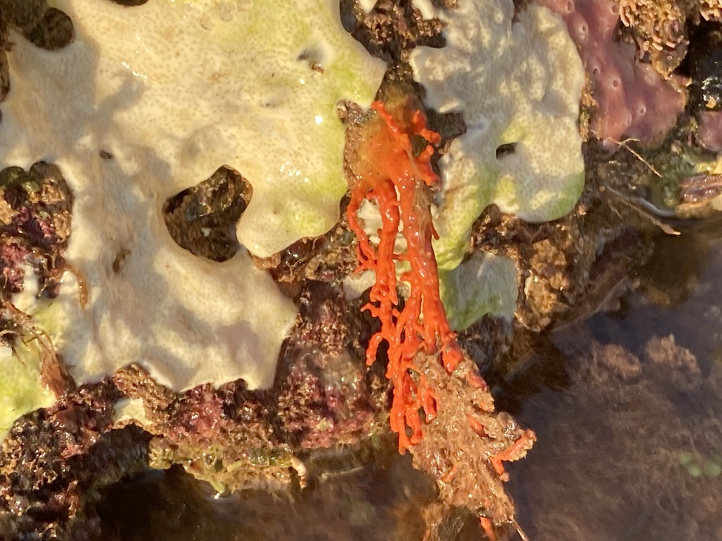 Octocorals from Port Hedland, WA, Australia on October 3, 2023 at 06:34 ...