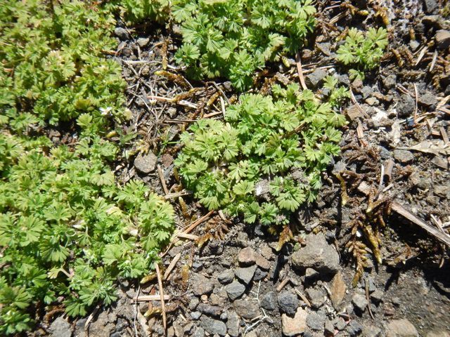 Field Parsley Piert from Hwy 103, Pacific Co., WA on March 30, 2016 by ...