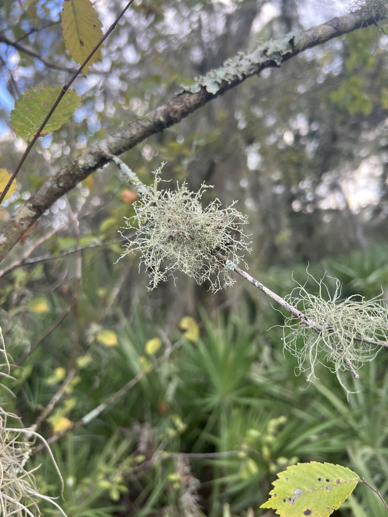 Ascomycete Fungi from lettuce lake park on October 3, 2023 by zito_d ...