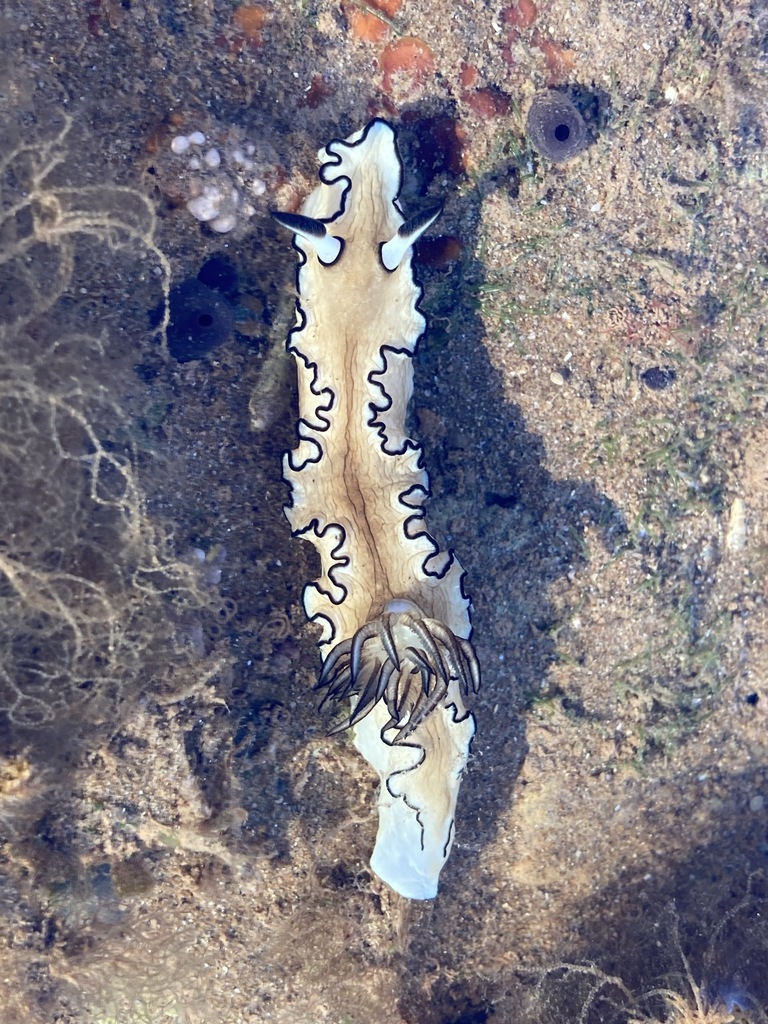 Black-margined Nudibranch from Port Hedland, Western Australia ...