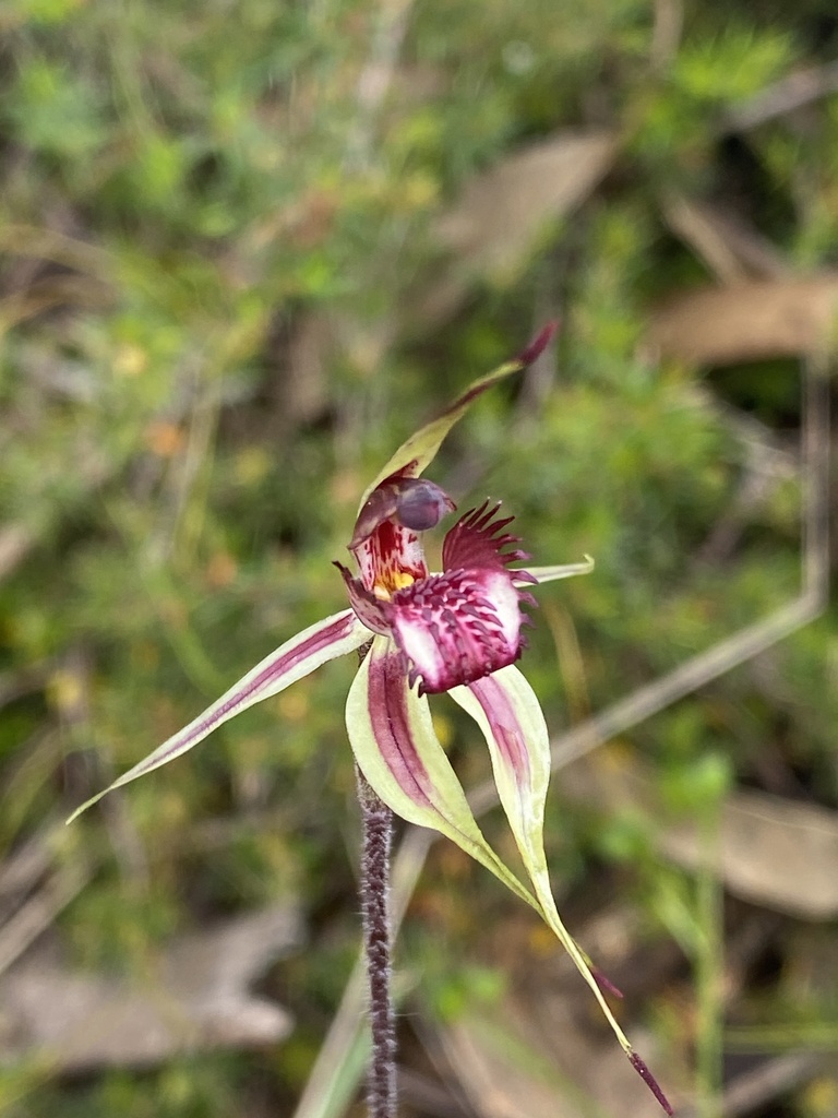 Caladenia from Humbug Scrub SA 5114, Australia on October 6, 2023 at 10 ...