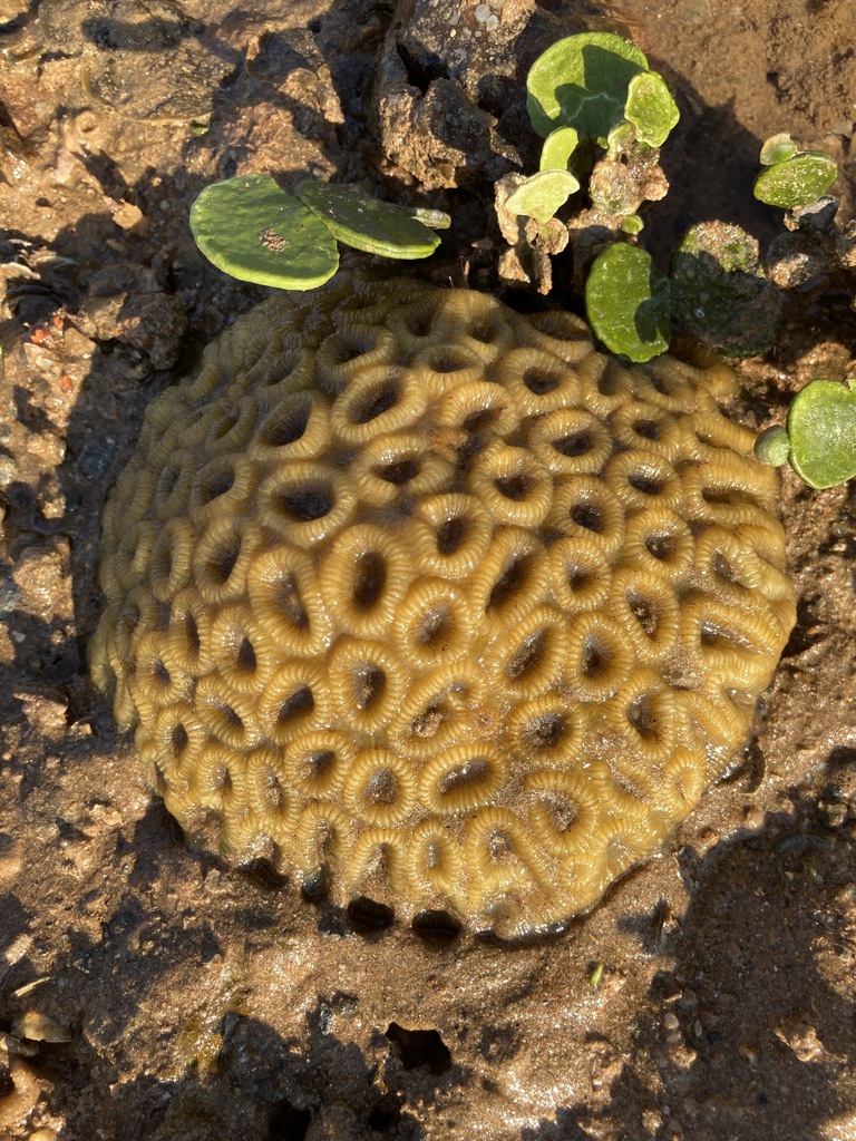 Dipsastraea from Port Hedland, WA, Australia on October 3, 2023 at 07: ...