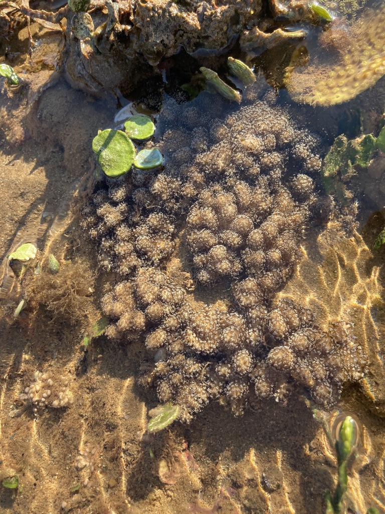 Octocorals from Port Hedland, WA, Australia on October 3, 2023 at 07:26 ...