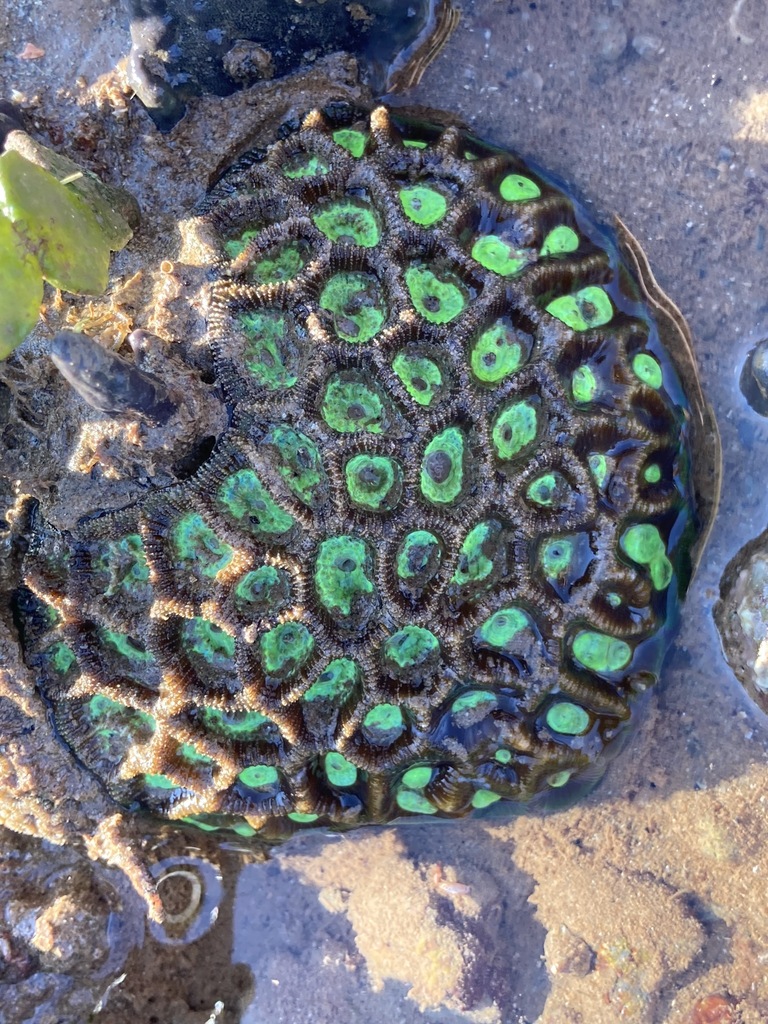 Coelastrea palauensis in October 2023 by the-reef-stalker · iNaturalist