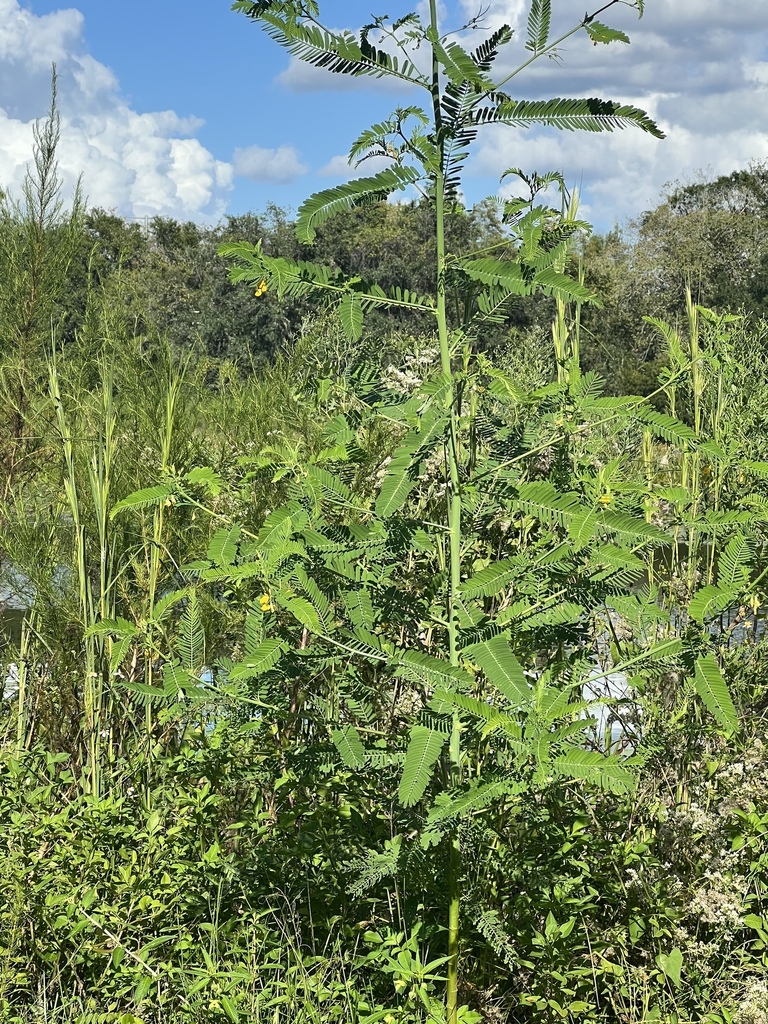 legumes from grand cypress drive on October 3, 2023 by zito_d_024. This ...