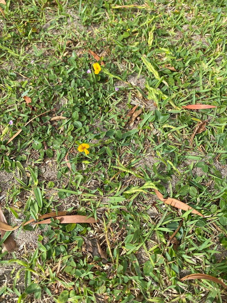Zornia latifolia in October 2023 by mudlarkandmagpie · iNaturalist