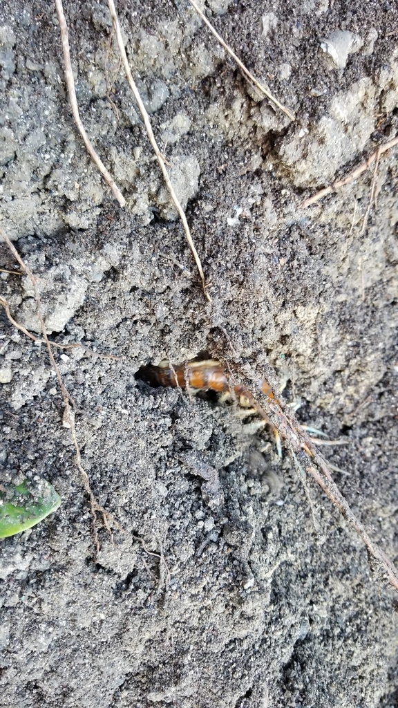 New Zealand giant centipede from Gisborne 4010, New Zealand on October ...