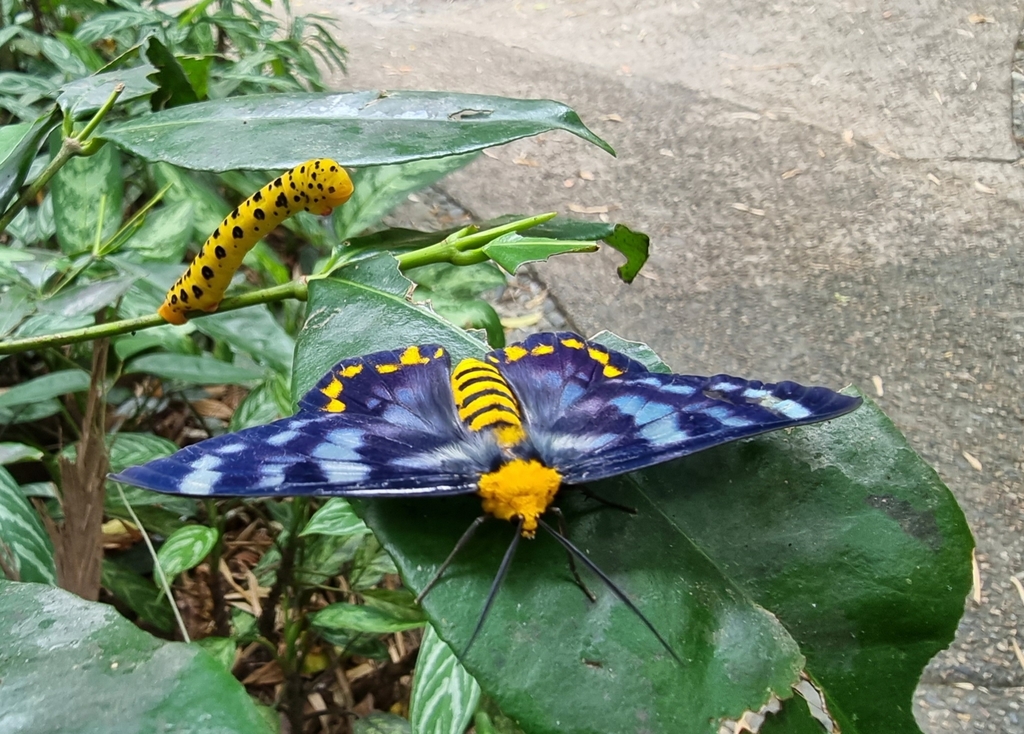 four o'clock moth from Finlayvale QLD 4873, Australia on October 6, 2023 at 01:01 PM by Steven ...