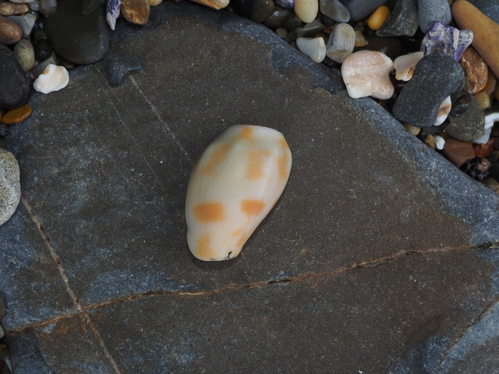 Cymbiola complexa from Brooms Head NSW 2463, Australia on October 5 ...