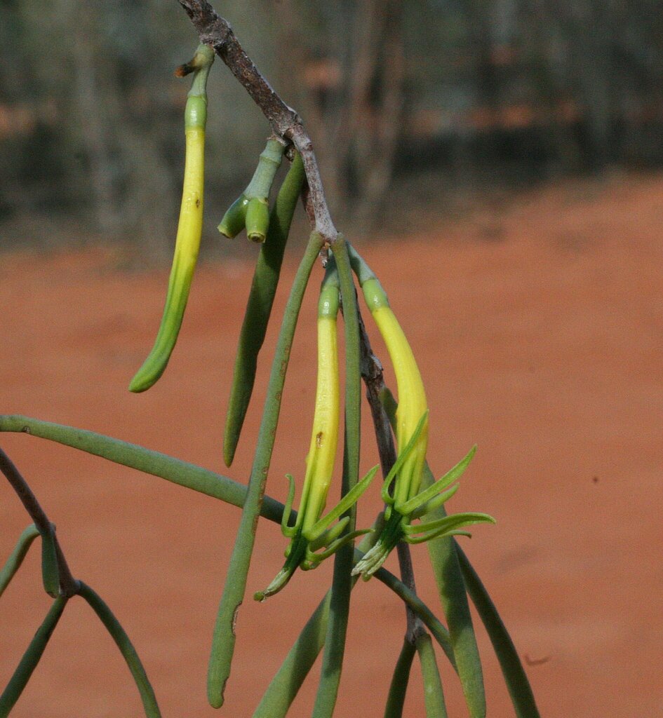 Lysiana exocarpi exocarpi from Ora Banda WA 6431, Australia on April 27 ...
