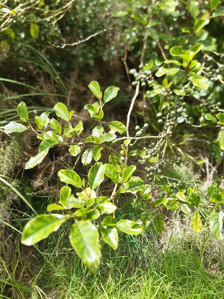 Marble leaf from Whangārei Heads, New Zealand on October 6, 2023 at 01: ...