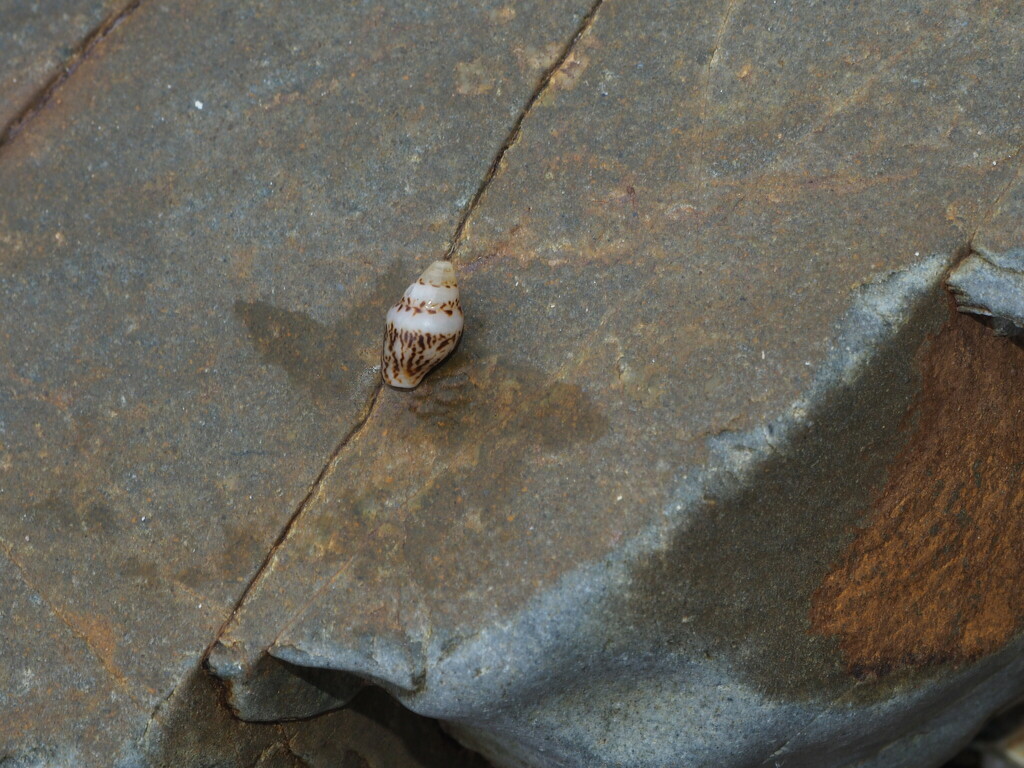 Dotted Dove Shell from Brooms Head NSW 2463, Australia on October 5 ...