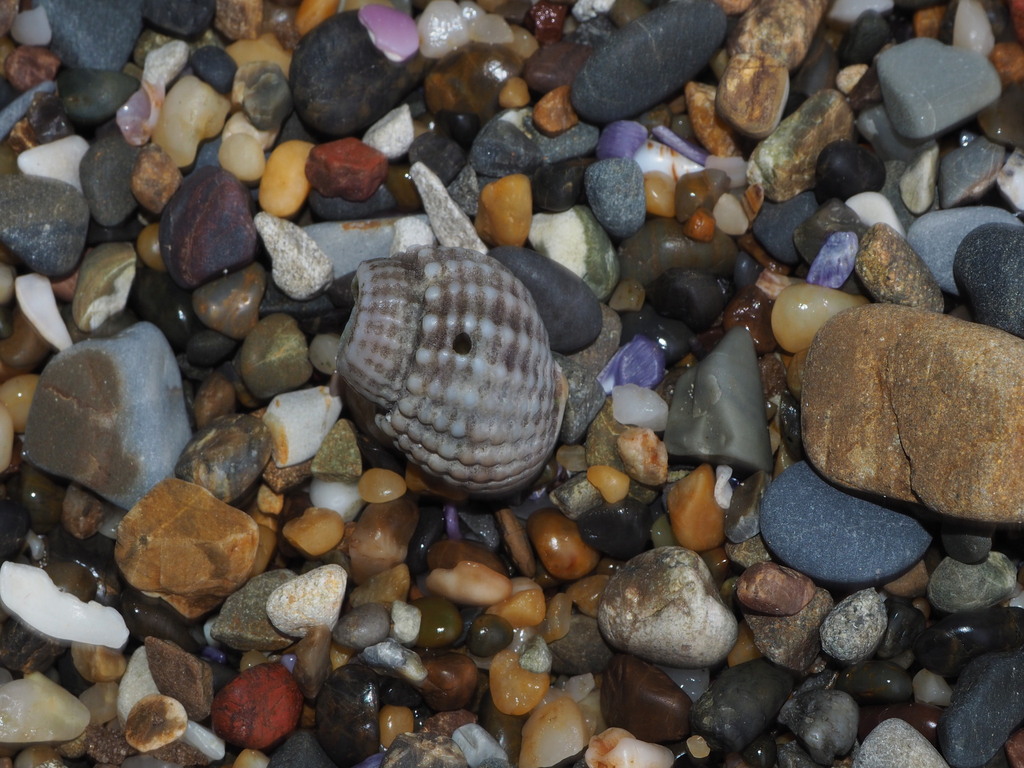 Nassarius conoidalis from Brooms Head NSW 2463, Australia on October 5 ...