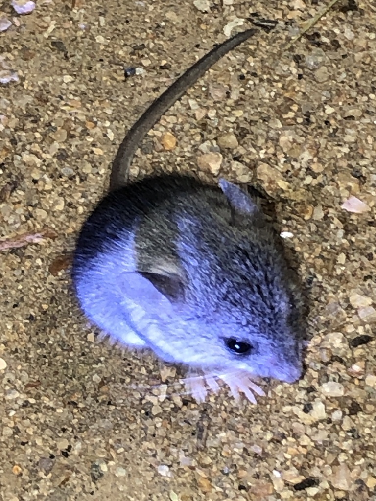 Western Harvest Mouse from E Wickenburg Way, Wickenburg, AZ, US on ...