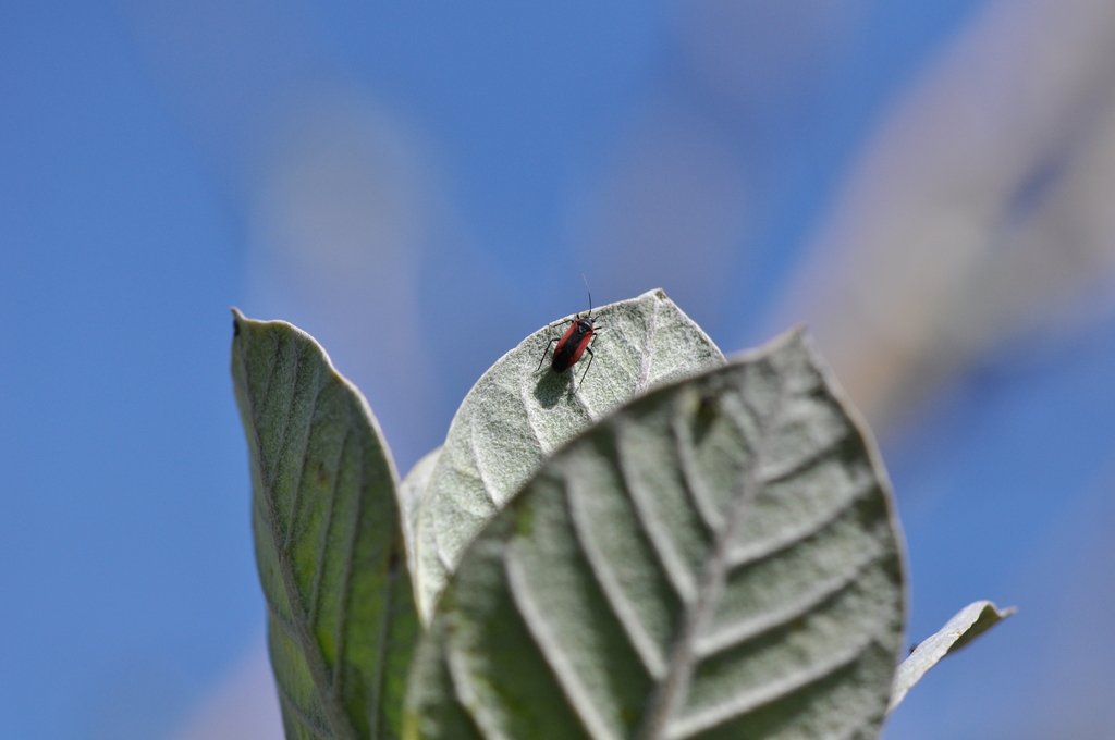 Dionconotus neglectus from תל אביב-יפו, ישראל on March 14, 2011 at 02: ...