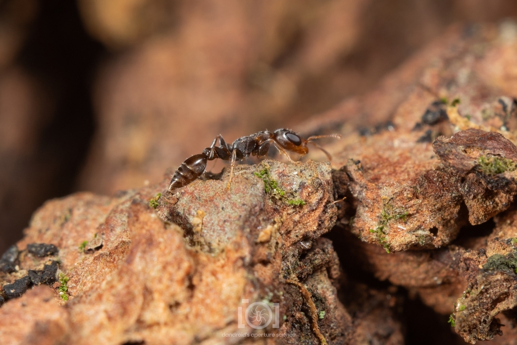 Cuban Twig Ant from Lorida, FL 33857, USA on April 23, 2023 at 11:11 AM ...