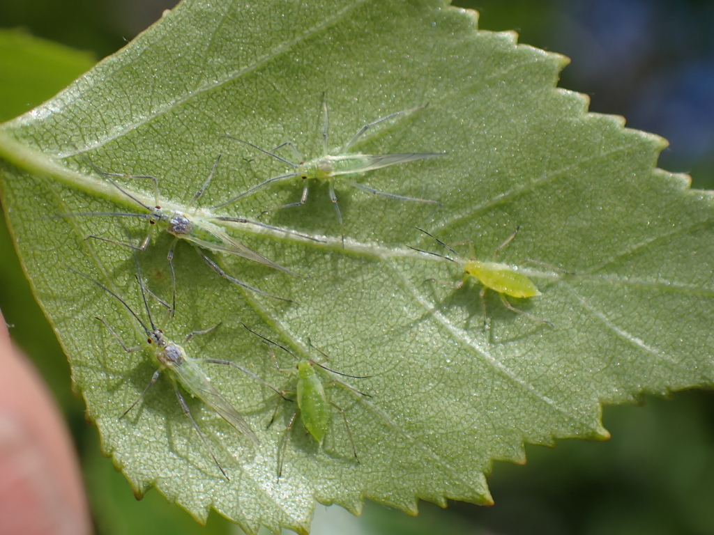European Birch Aphid from 4 Ronald Ct, Somerville VIC 3912, Australia ...