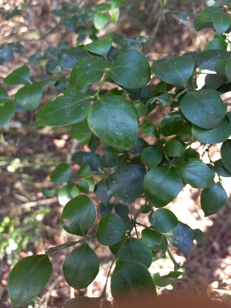 conkerberry from Linville QLD 4314, Australia on October 6, 2023 at 03: ...