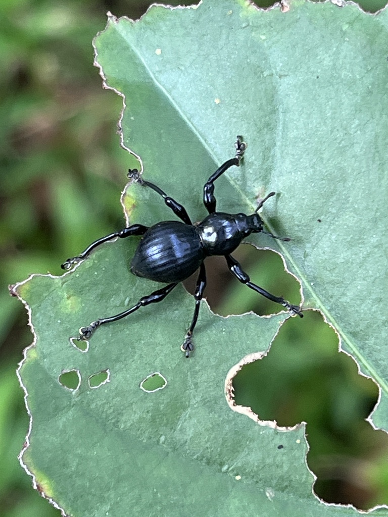 Pachyrhynchus infernalis in October 2023 by Nakatada Wachi · iNaturalist