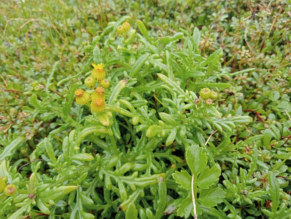 Shore Groundsel from Chatham Islands Territory 8016, New Zealand on ...