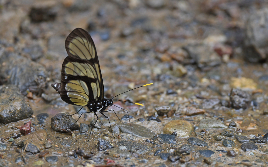Patia orise from Paucartambo Province, Peru on September 4, 2023 at 09: ...