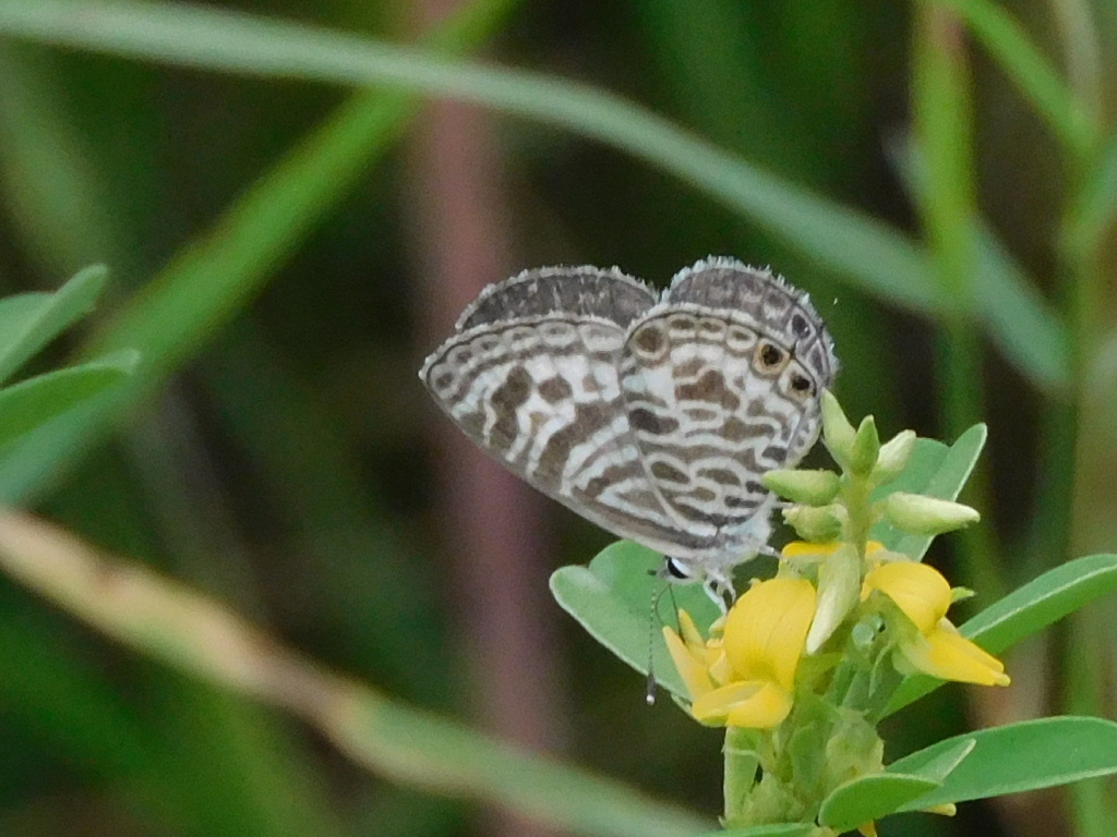 Zebra Blue from Phulambri-Sillod Rd. , Aurangabad Division, Maharashtra ...