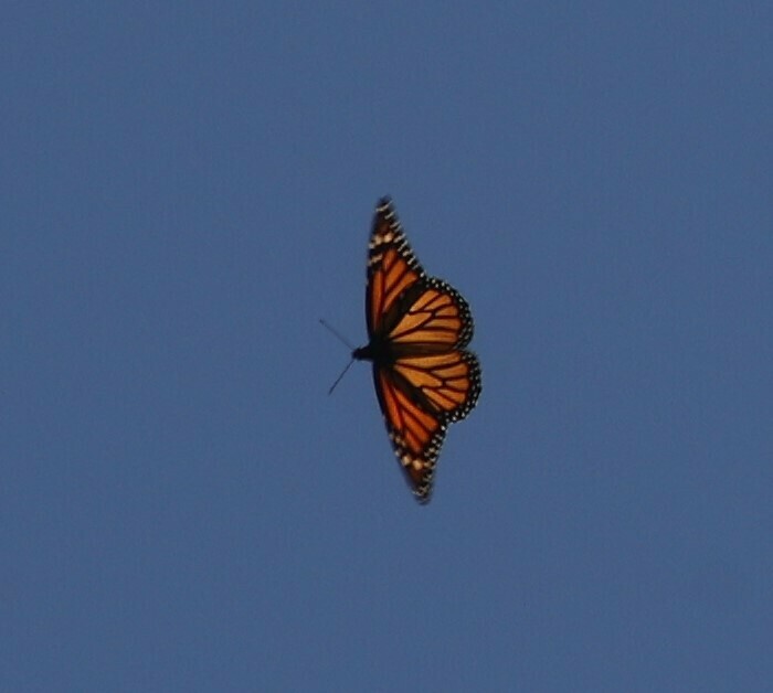 Monarch from Wetlands area-2400 E Fort Ave, Baltimore, MD 21230, USA on ...