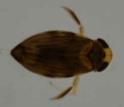 Micronecta from Chewton Bushlands VIC 3451, Australia on April 20, 2023 ...