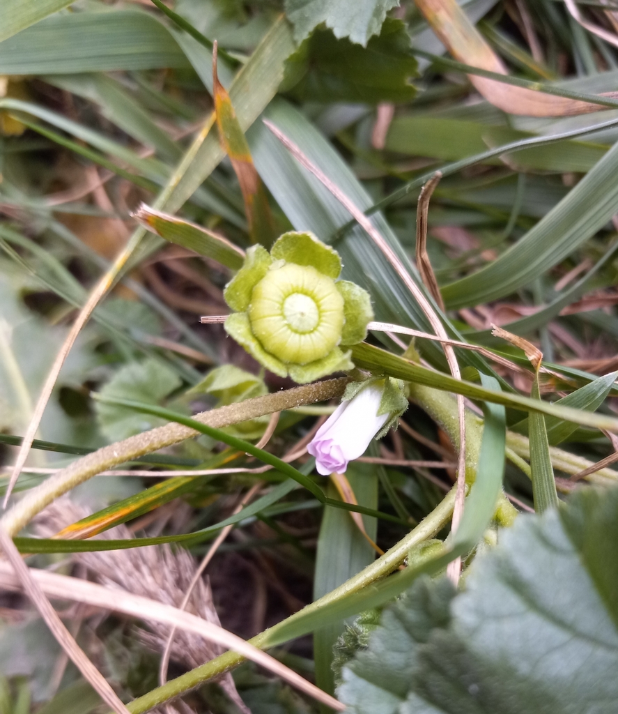 dwarf mallow from Hightown, VA 24465, USA on October 5, 2023 at 04:43 ...