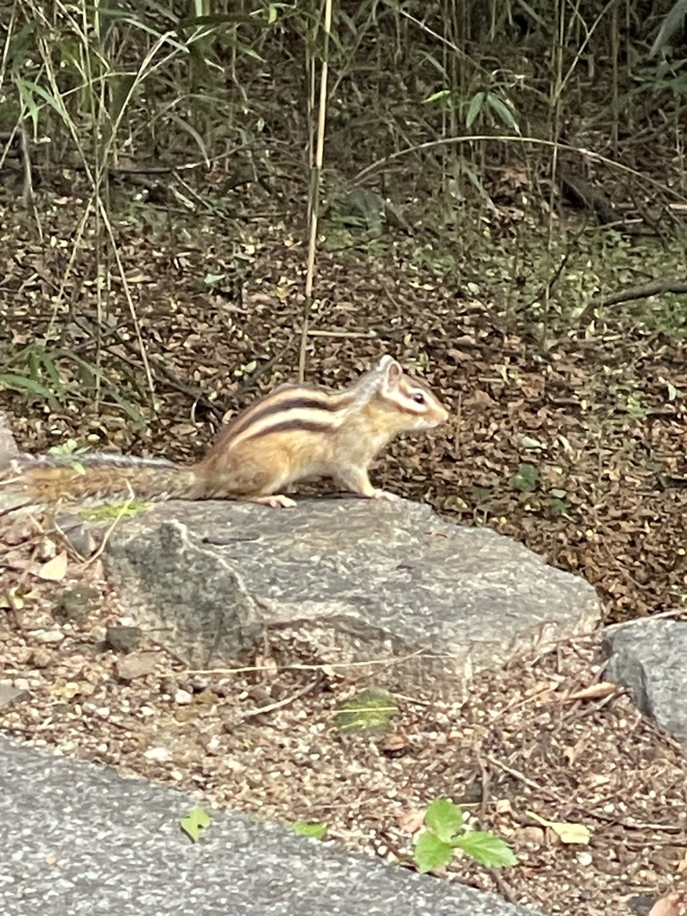 (Eutamias sibiricus sibiricus) - Know Your Mammals