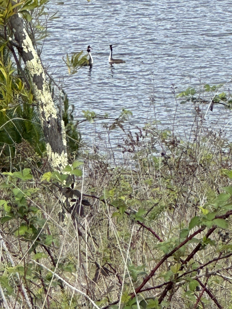 Great Crested Grebe in October 2023 by Mark Simpson · iNaturalist